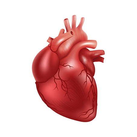 Výživa srdce - nejdůležitějšího orgánu - Biolékárna.cz